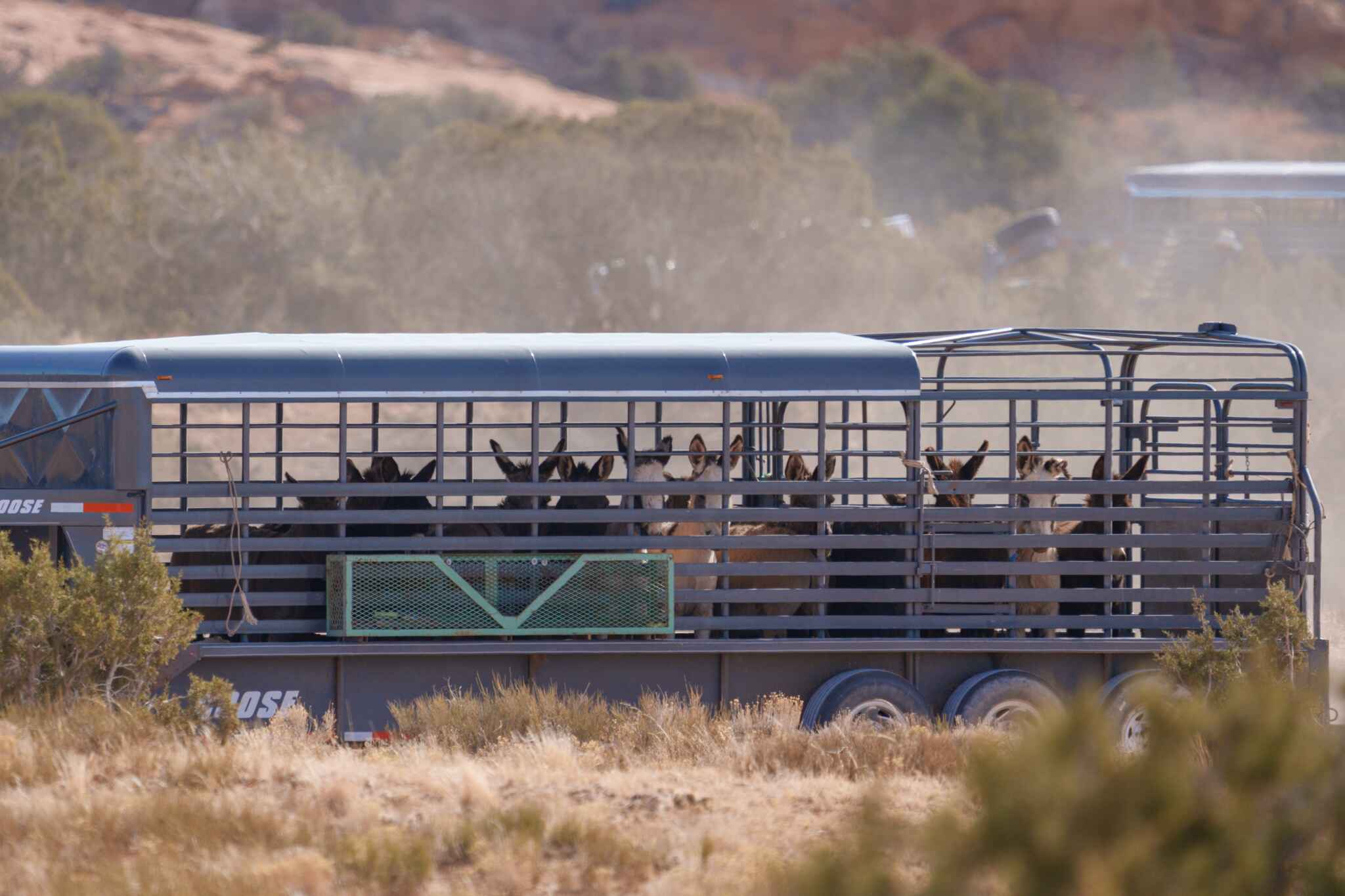 The Reality of Wild Horse Roundups - American Wild Horse Conservation